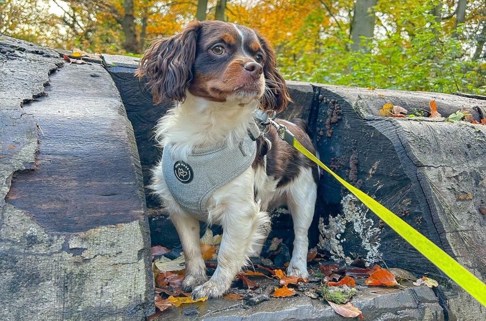 How to Harness Train a Dog: Easy Steps for Effective Training