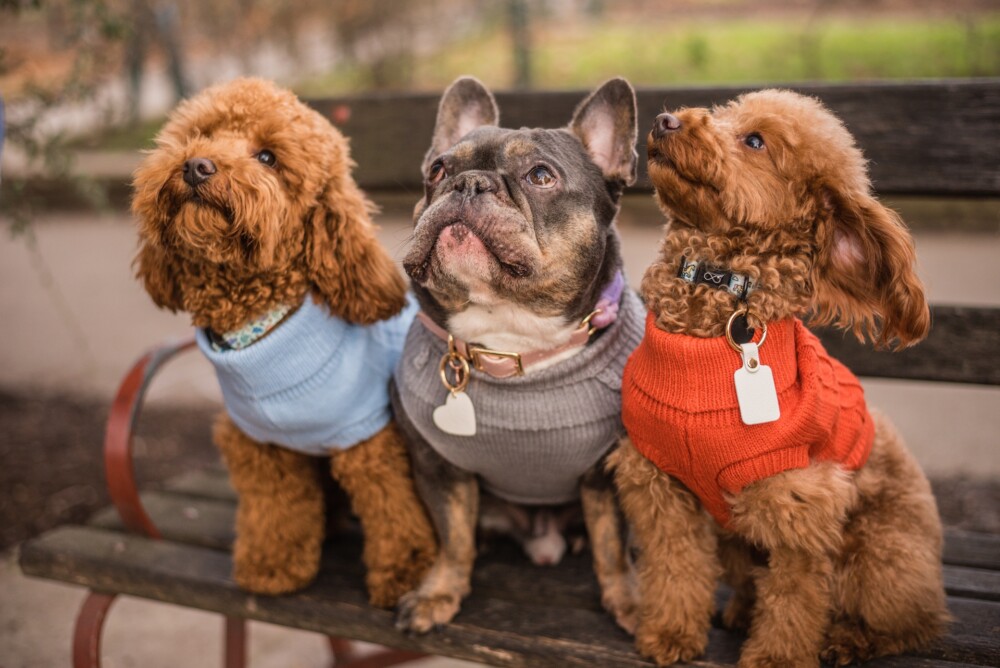 What to Put on Dog Tag: Key Details for Your Pet's Safety and ID